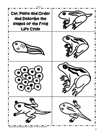 Frog Life Cycle Worksheets